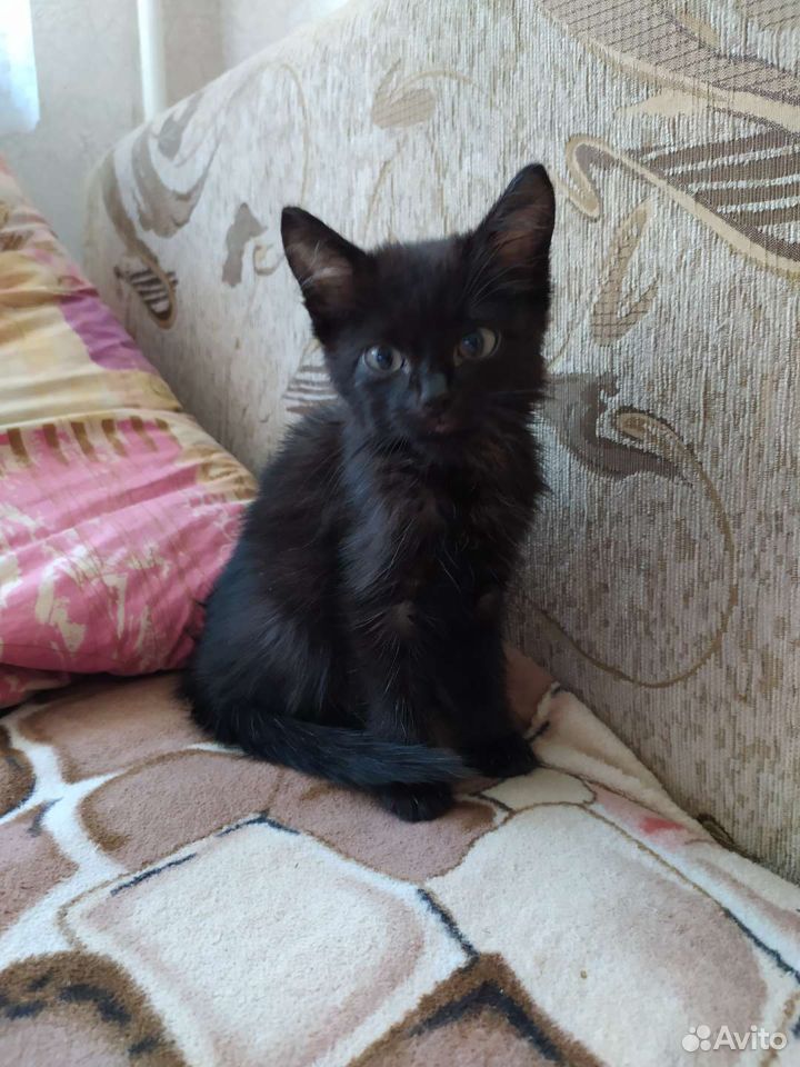 Отдаëм кота