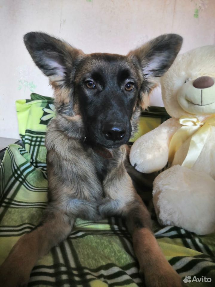 Щенок Мартин ищет семью