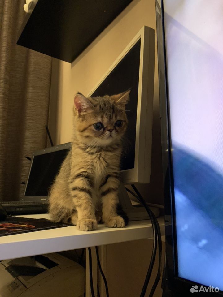 Котенок экзот