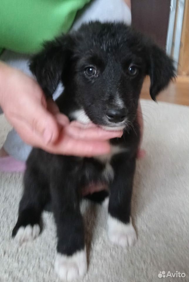 Щенок (девочка, 2 месяца) в дар