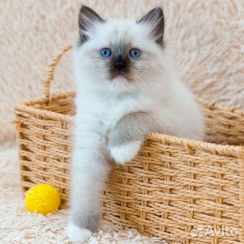 Xenon, мальчик, документы, питомник