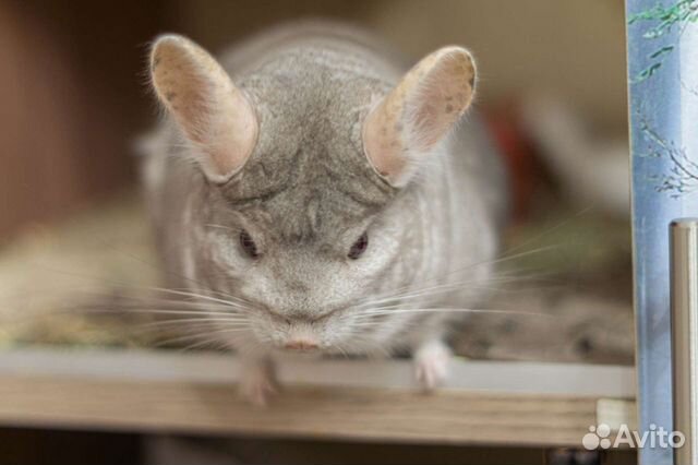 Шиншилла гетеробеж