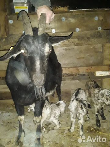 Козлики заано-нубийские