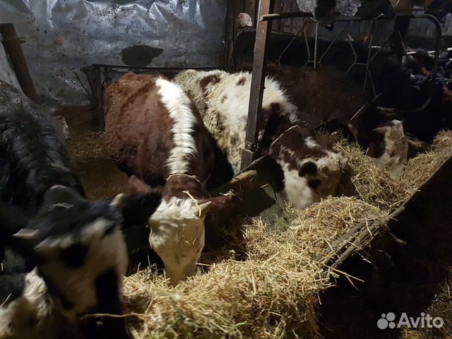Телята 4-5 месяцев