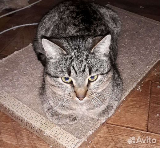 Вы бы выбрали кота, и настала б красота