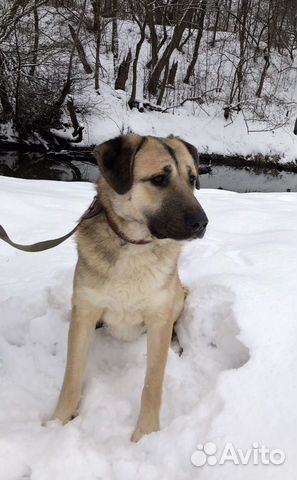 Стёпа - замечательный пёс в добрые руки