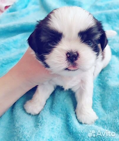 Прекрасные мальчики и девочки шит цу