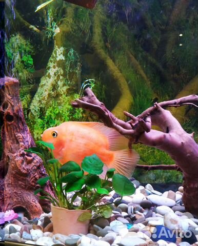 Рыбка попугай