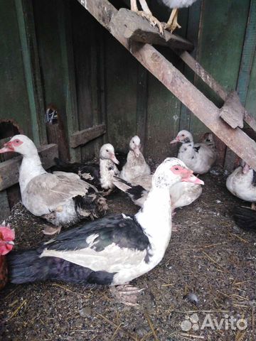 Сельхоз животные