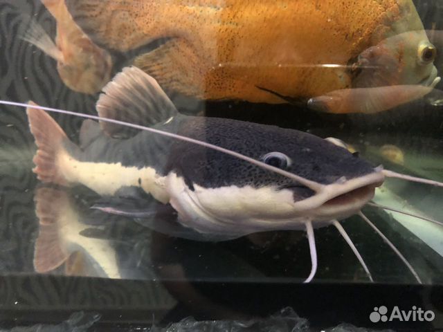 Краснохвостый сом, 27 см