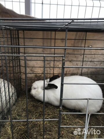 Продам калифорнийских кроликов