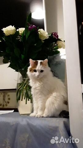 Котята курильский бобтейл
