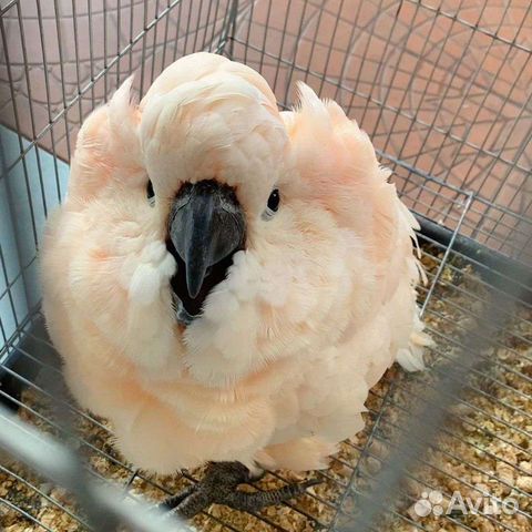 Какаду Ручной выкормыш