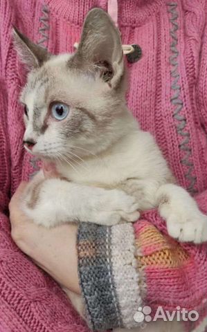 Кошка Боня- Бонита