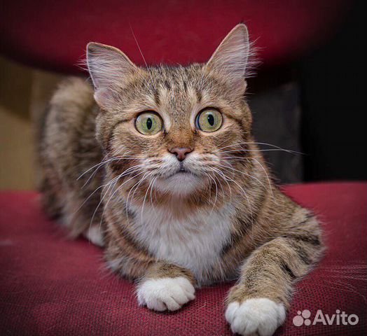 Кошка Мята в добрые руки