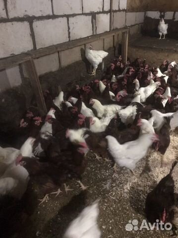 Домашние Петушки,Утки,Гуси,Кролики,курыживая Птица