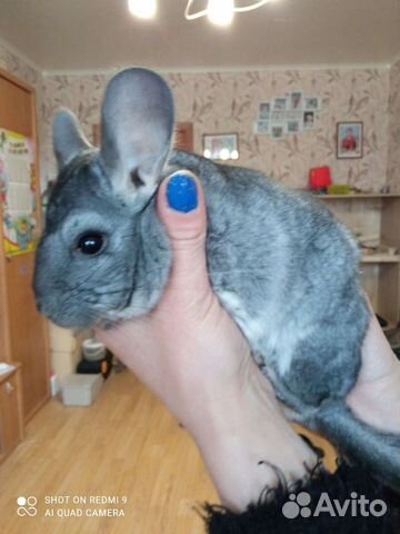 Мальчик Шиншилла 6мес