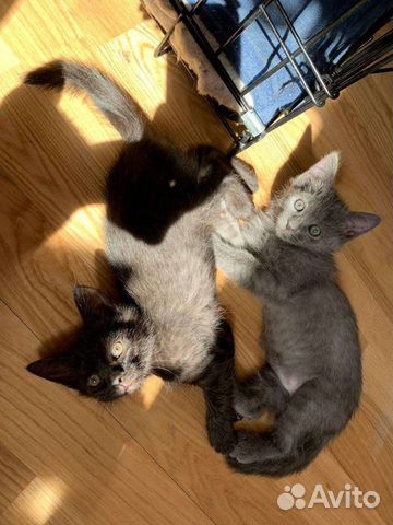 Котятки классные ребятки