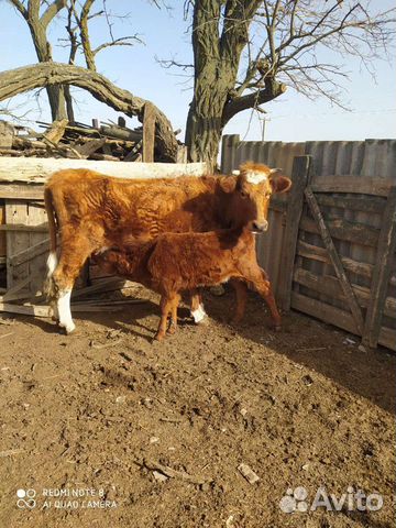 Телка с телёнком