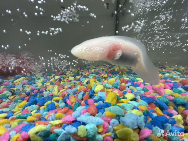 Белый аксолотль/водный дракон