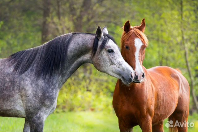 Козы, Лощадь, Бараны