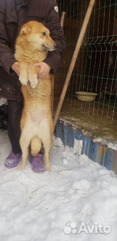 Собаки-охранники-верные друзья-звоночки