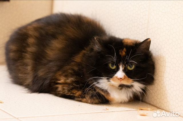 Красавица Флаффи ждёт семью в Лесном приюте