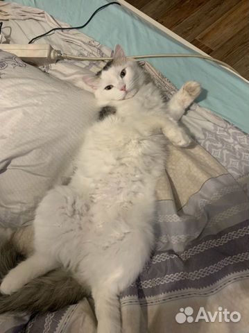 Майкун (помесь)