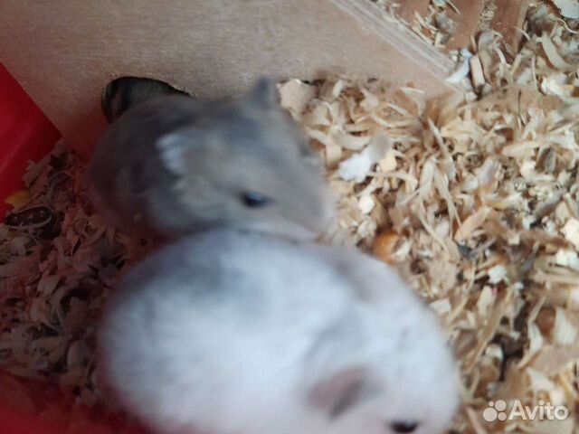 Джунгарский хомяк