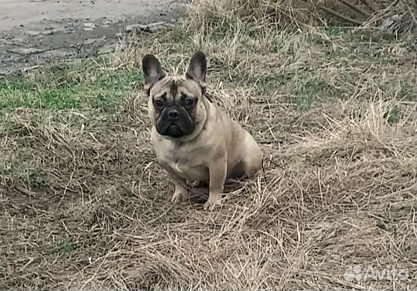 Мисье Француз