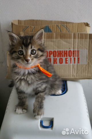 Котёнок с буквой М на лбу