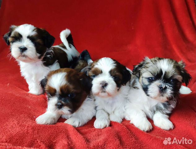 Щенки ши-тцу