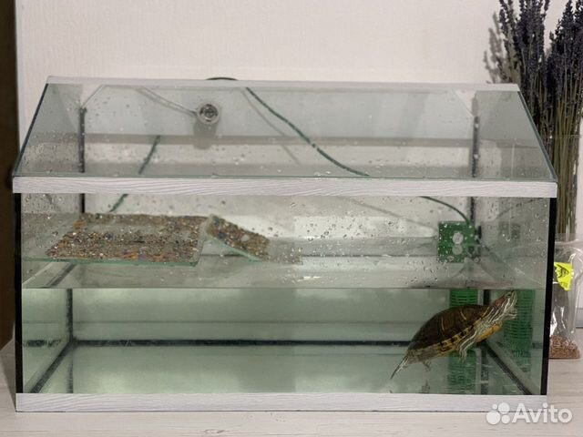 Черепаха с аквариумом