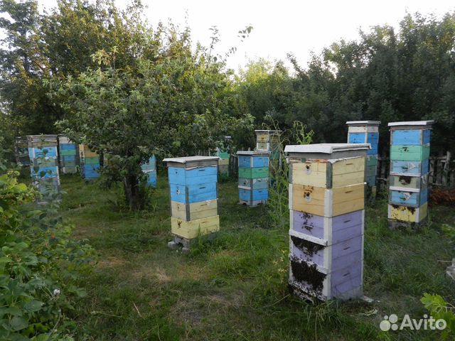 Пчелосемьи