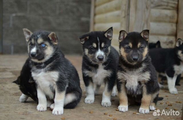 Щенки Хаски и Маламута