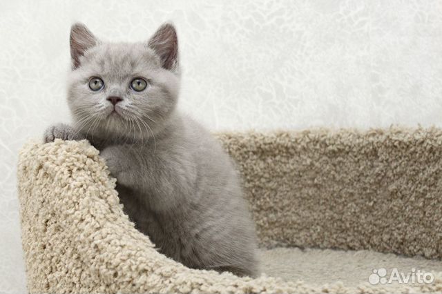 Клубная лиловая британка и кот для вязки