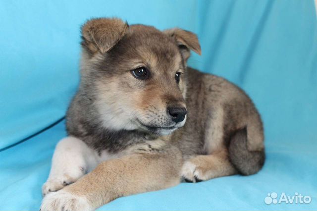 Арчи в дар, в добрые руки