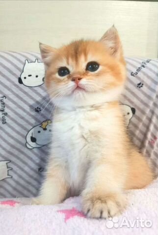 Золотая шиншилла (котик)