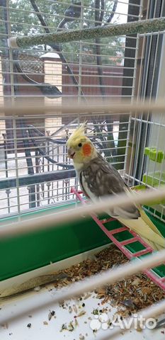 Попугай корелла с клеткой