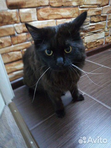 Кот подкидыш