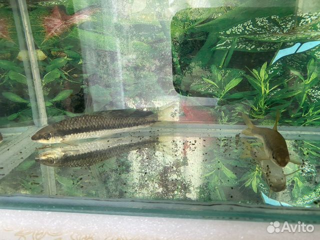 Сиамские водорослееды