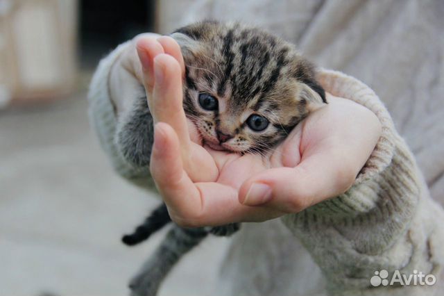 Котята в добрые руки