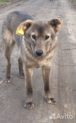 Кобелёк, 1 год