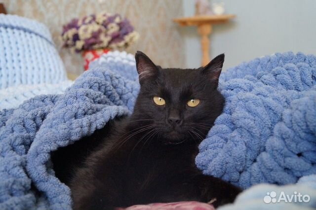 Молодая кошечка ищет дом