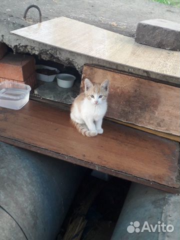 Котята в добрые руки бесплатно