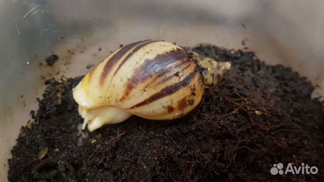 Улитки ахатины