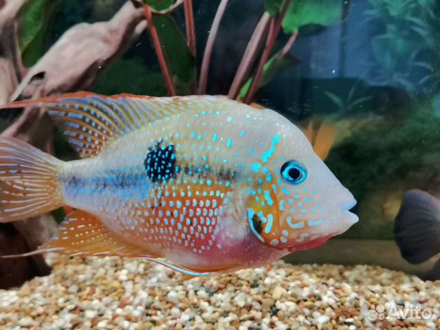 Цихлазома Эллиота