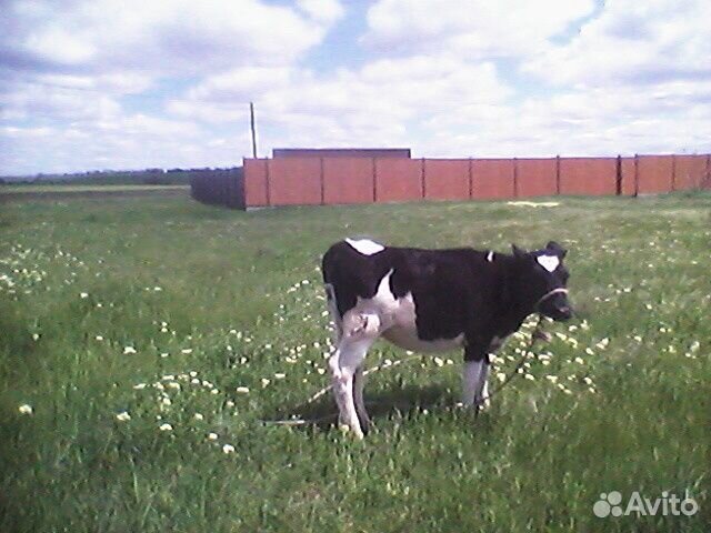 Продам корову