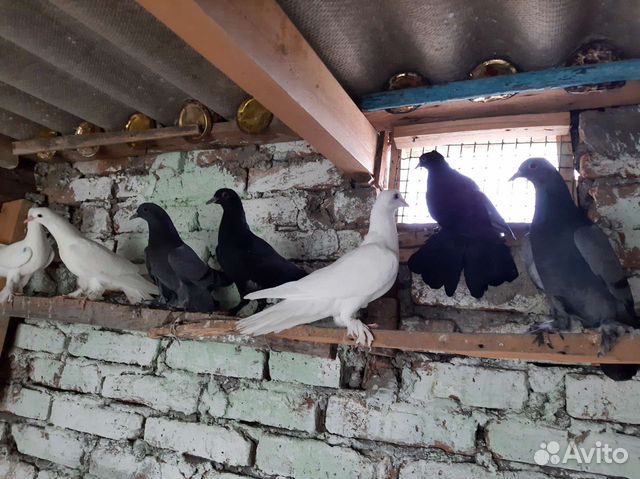 Голубь