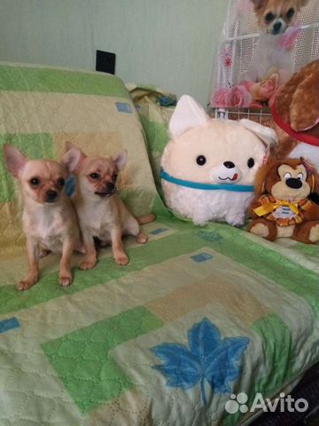 Щенки чихуахуа
